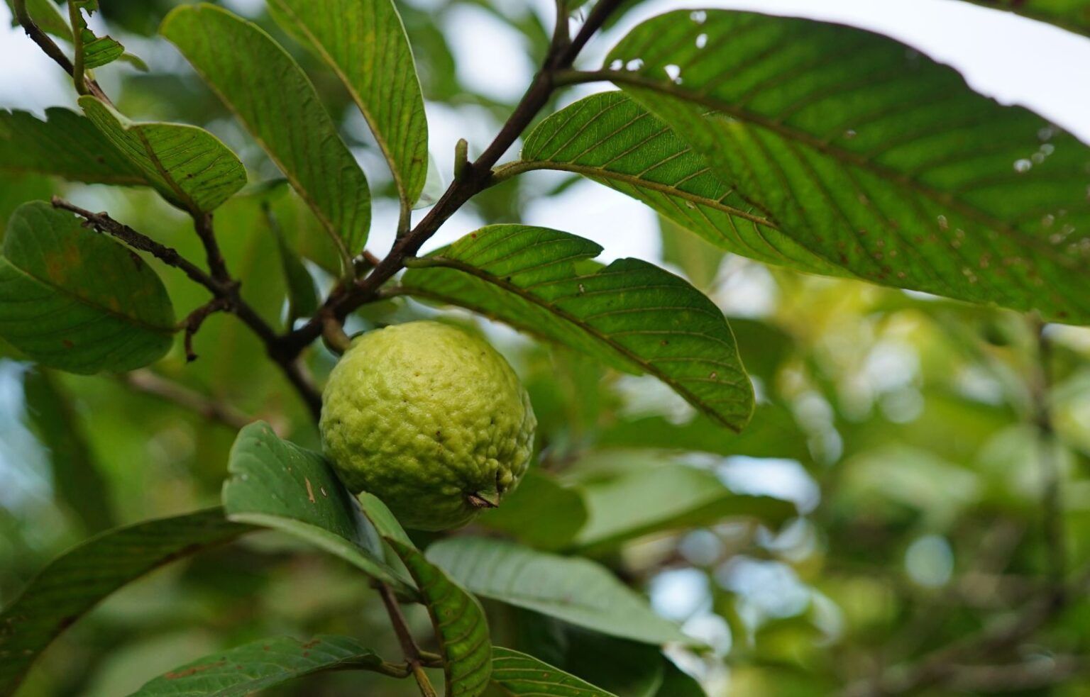 Hoja de Guayaba: Beneficios, Usos y Propiedades Sorprendentes - LA HORA ...